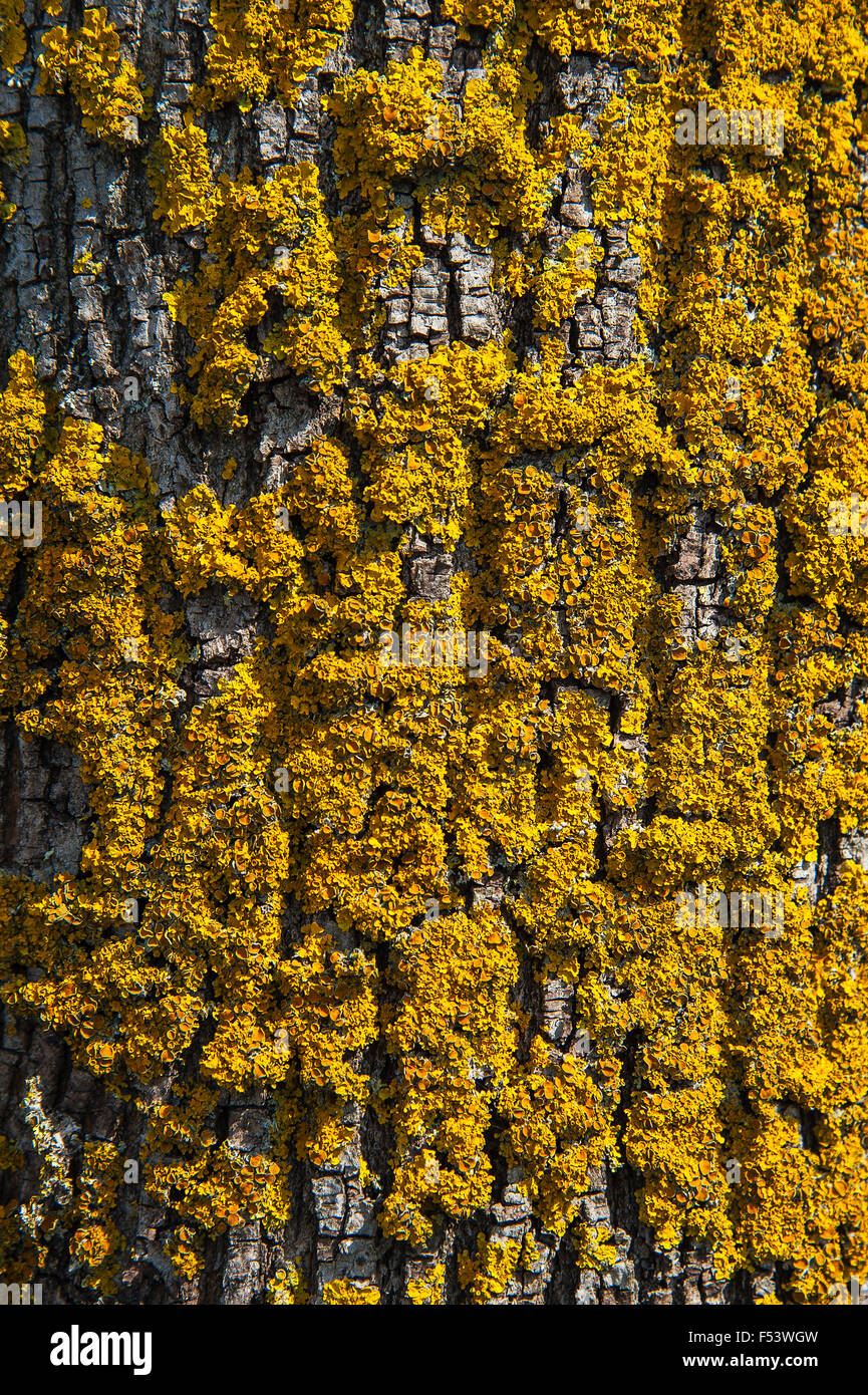 Common orange lichen (Xanthoria parietina) on tree bark, Bavaria ...