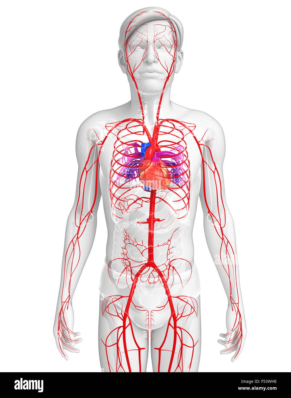 3d rendered illustration of male arterial system Stock Photo - Alamy