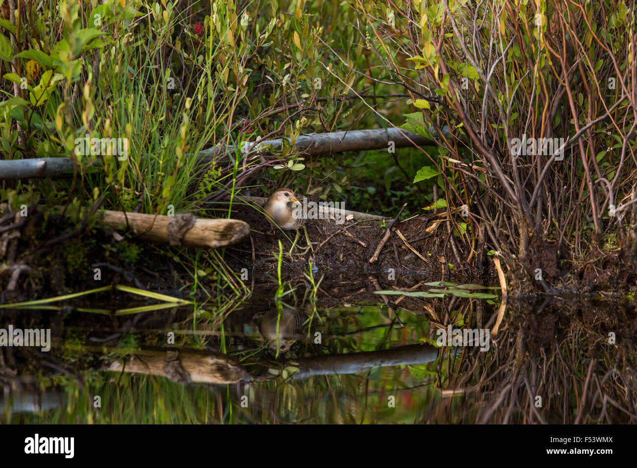Sora bird hi-res stock photography and images - Alamy