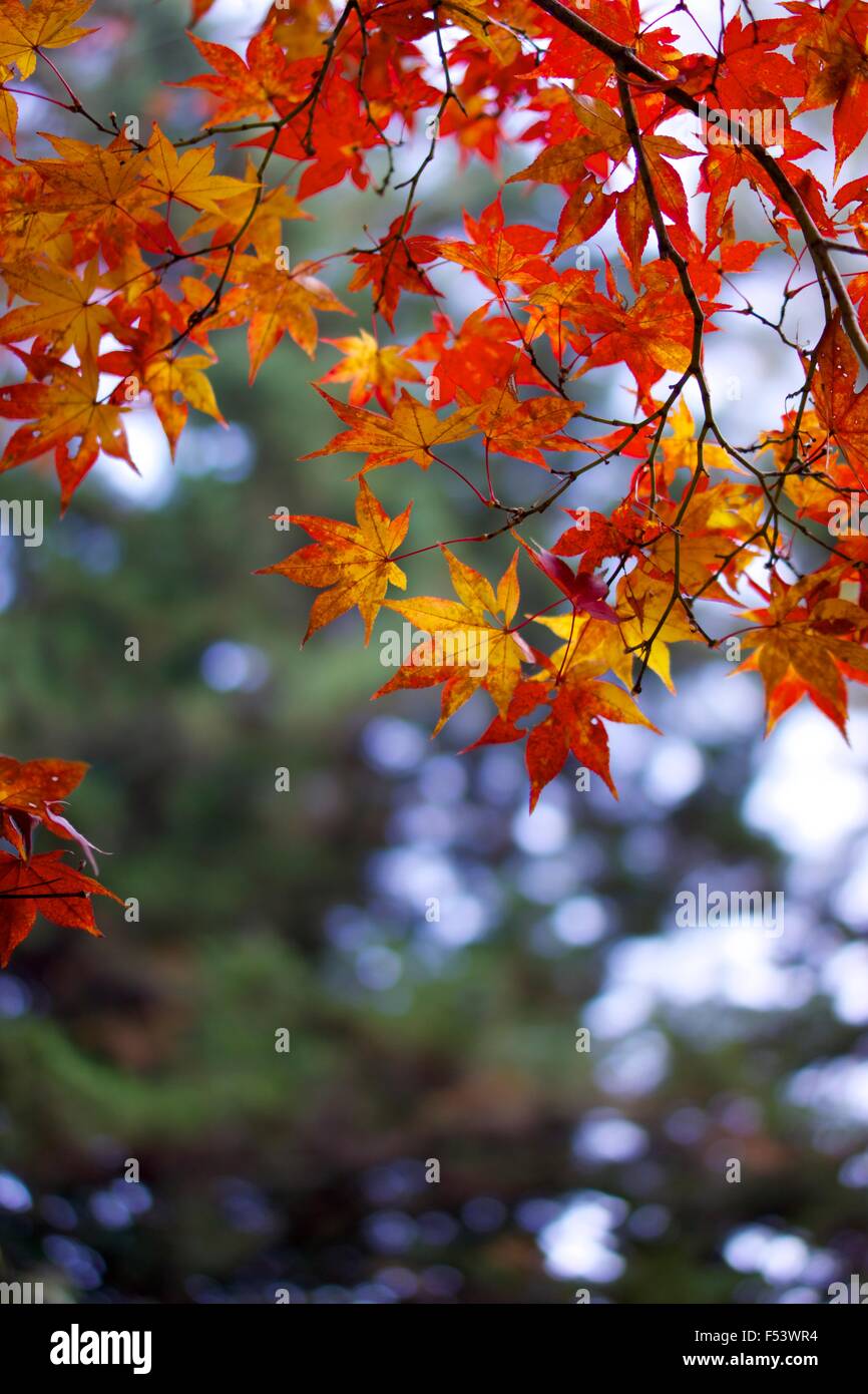 Sunlight through autumn leaves Stock Photo - Alamy