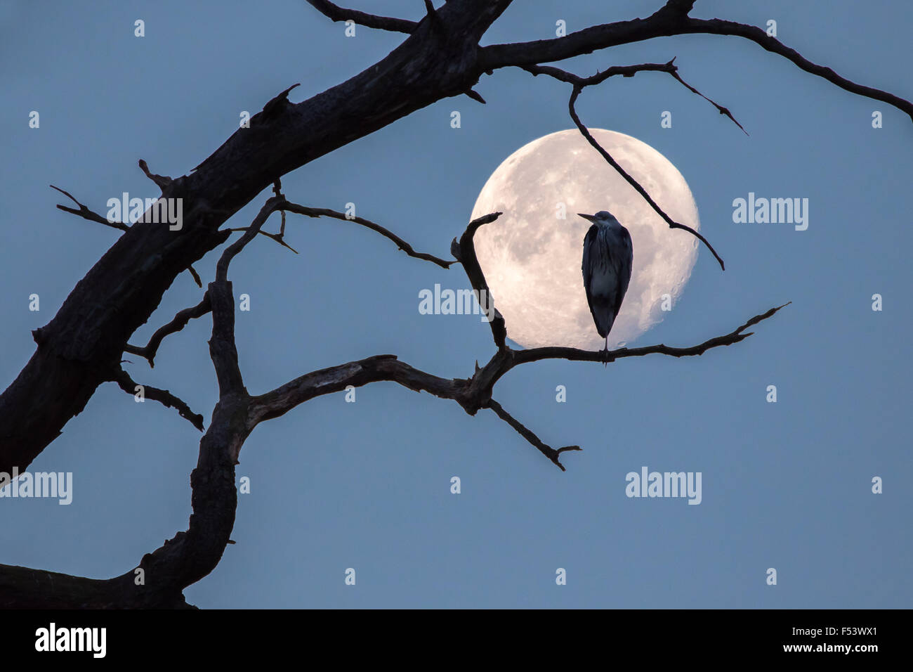 Dead tree and full moon hi-res stock photography and images - Alamy