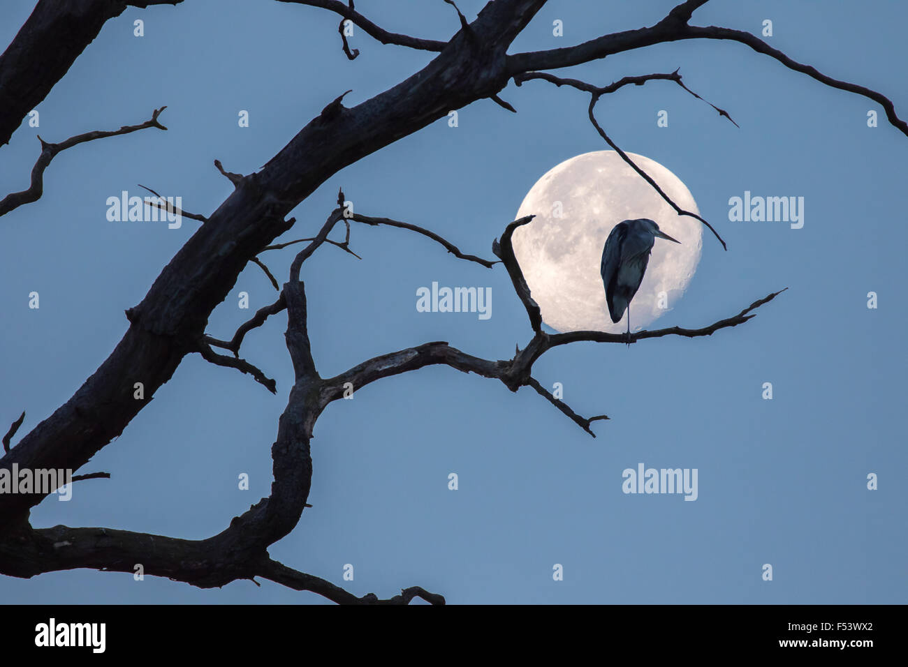 Dead tree and full moon hi-res stock photography and images - Alamy