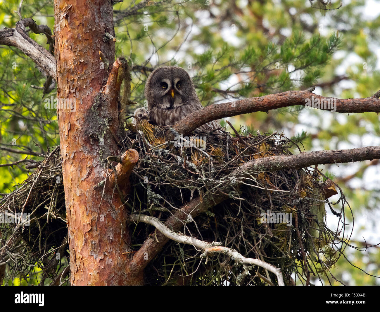 Great grey owl chicks hi-res stock photography and images - Alamy