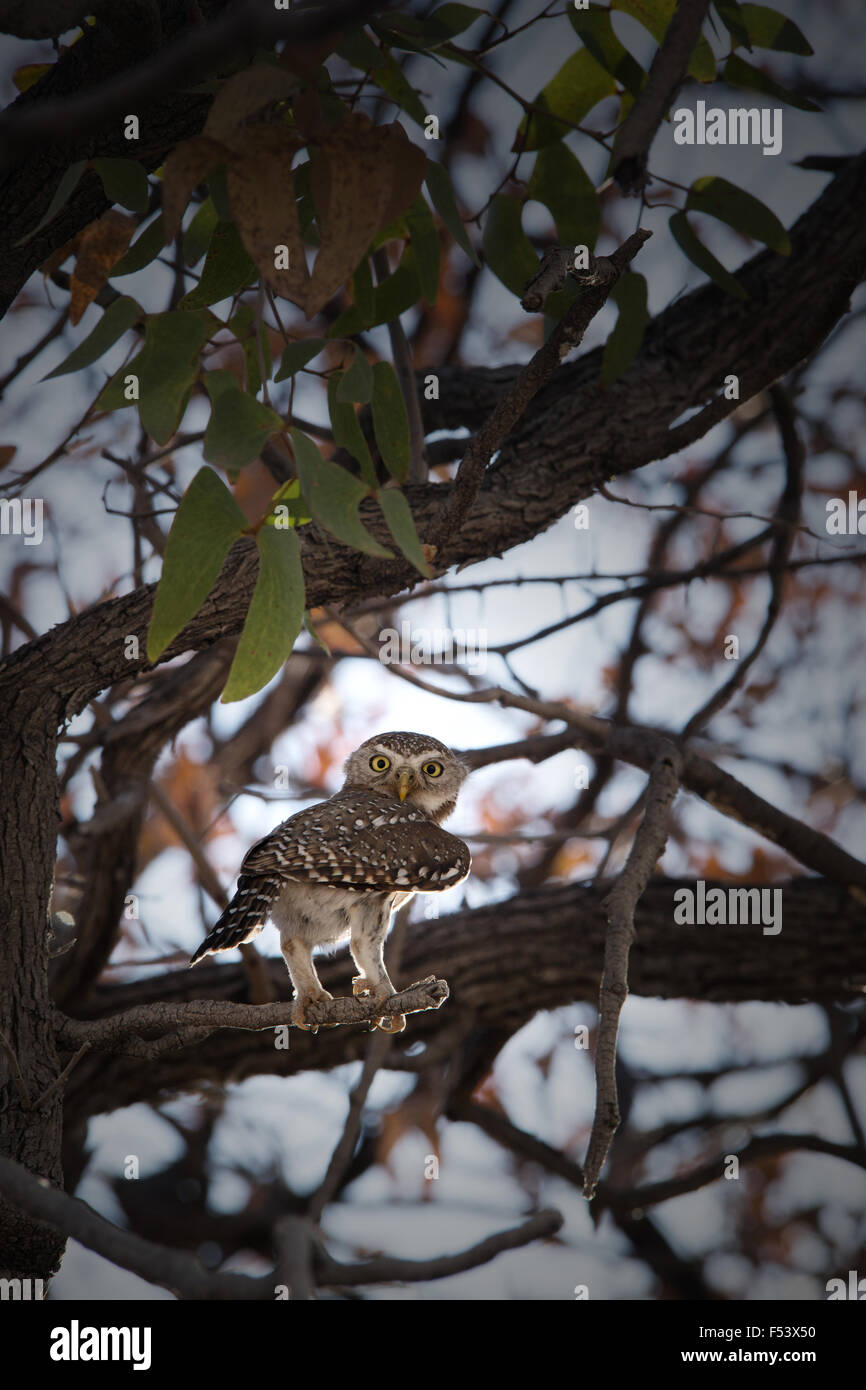 African barred owlet (Glaucidium capense) sitting in a tree, Namibia ...