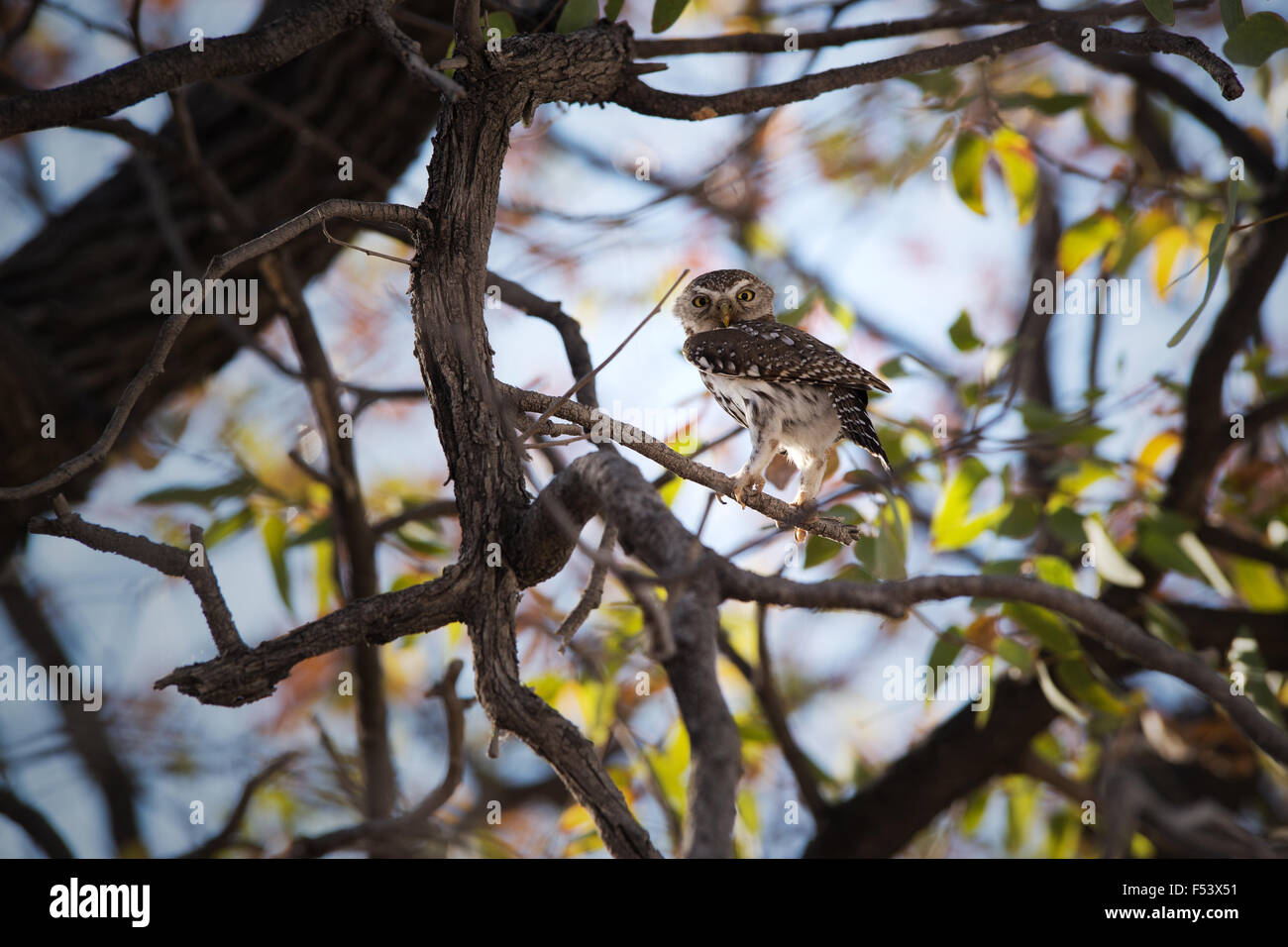 African barred owlet (Glaucidium capense) sitting in a tree, Namibia ...