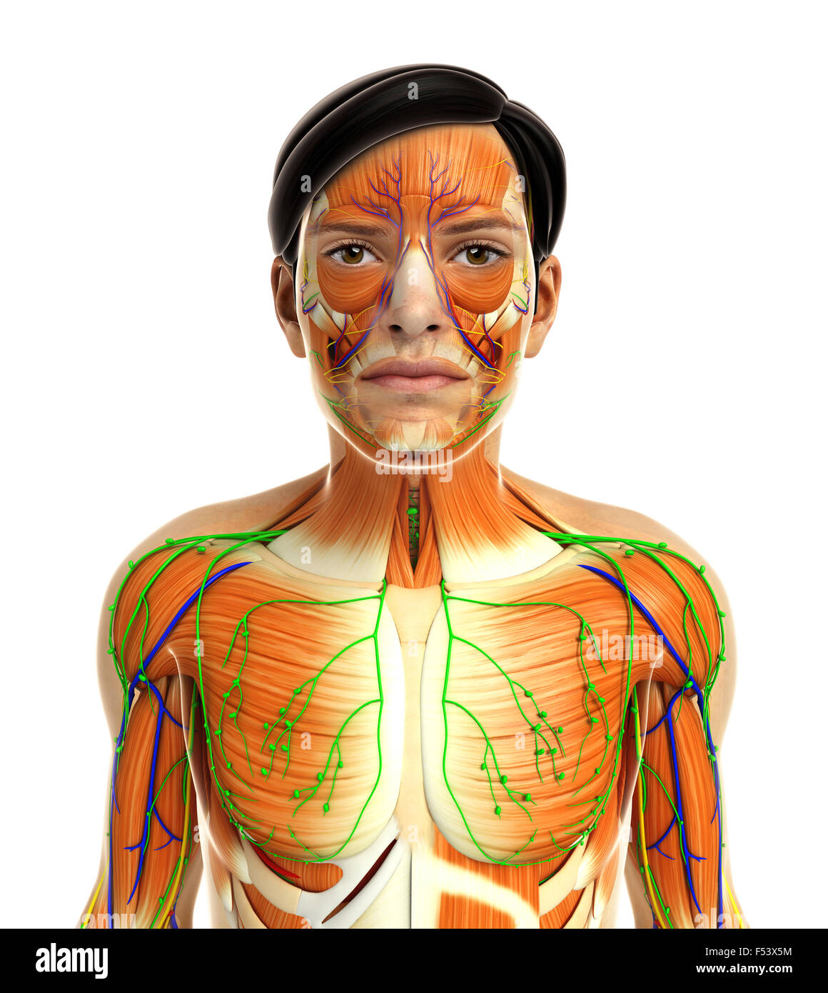 3d rendered illustration of human body Stock Photo - Alamy