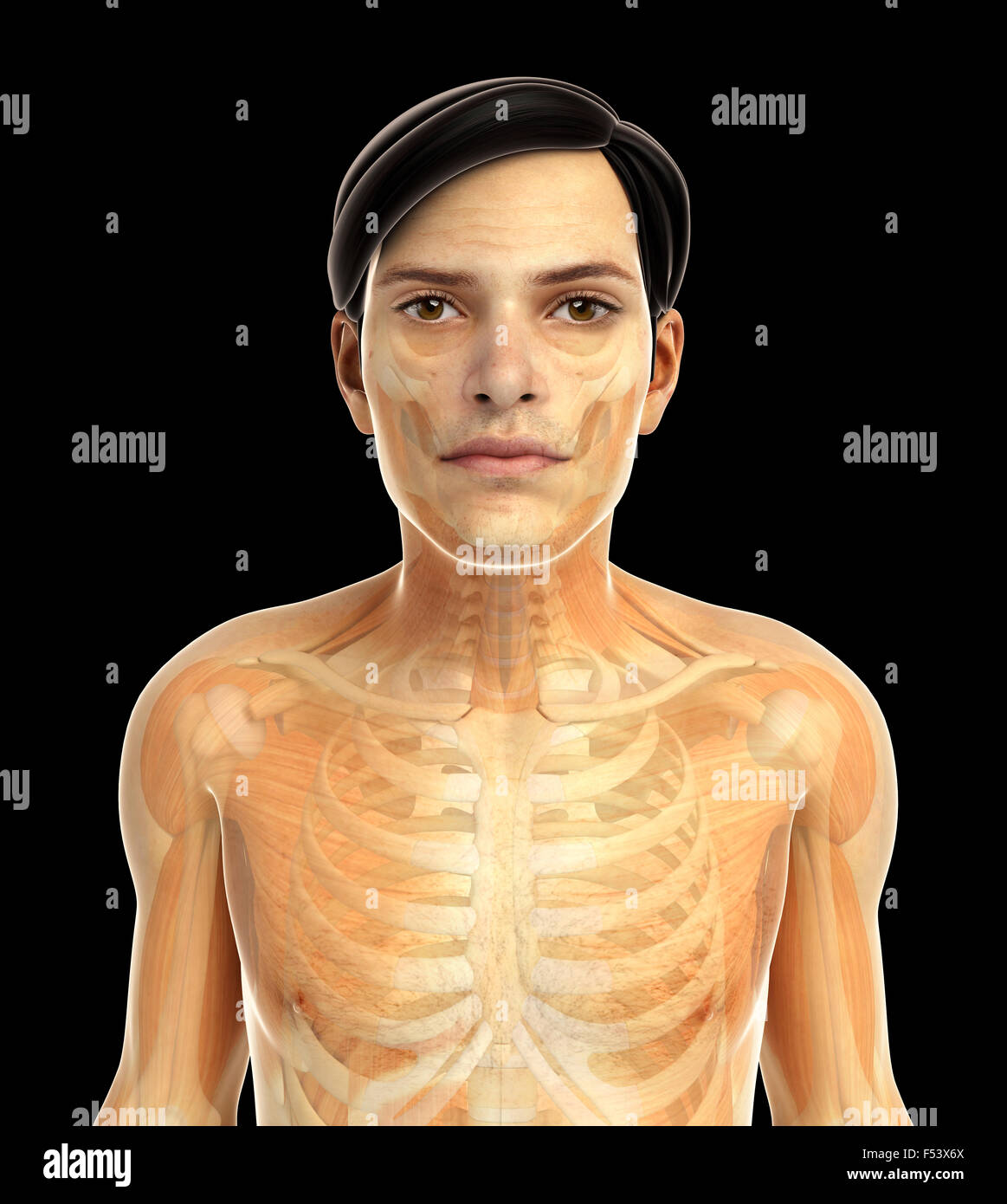 3d rendered illustration of human body Stock Photo - Alamy