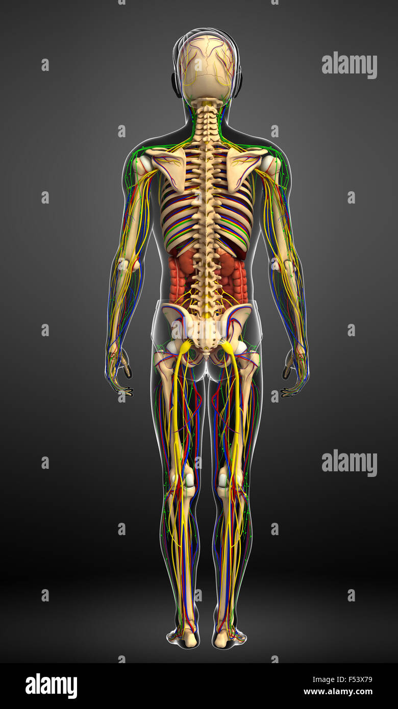 illustration of Lymphatic, skeletal, nervous and circulatory system of ...