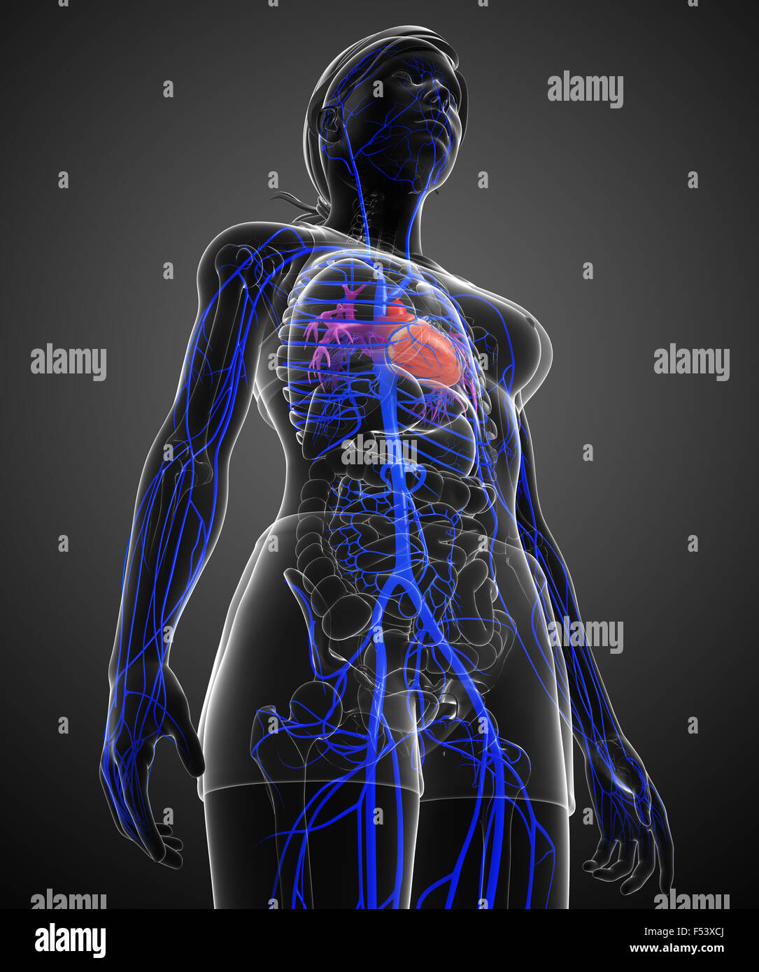 3d rendered illustration of human body Stock Photo - Alamy