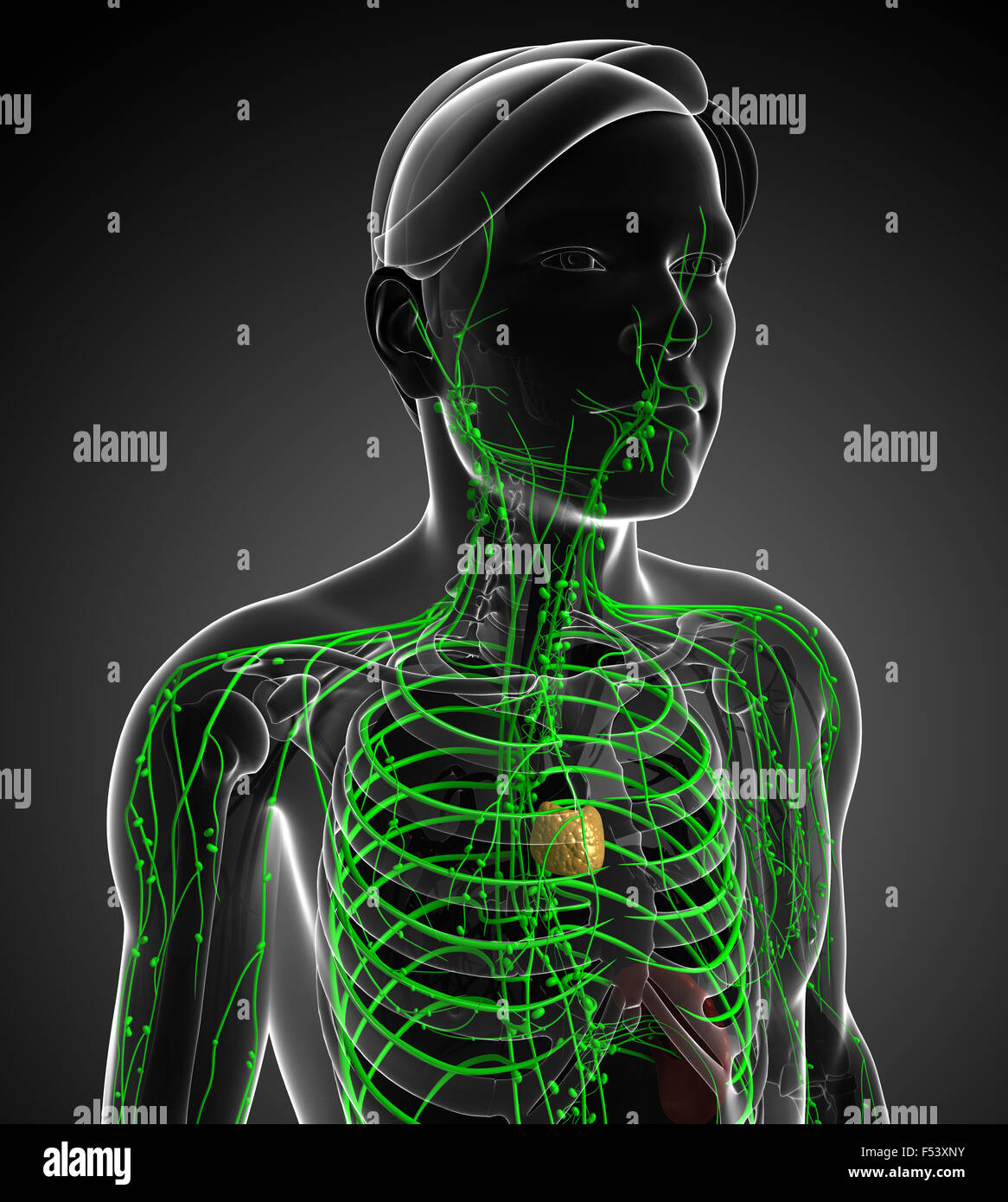 Illustration of male body lymphatic system Stock Photo - Alamy