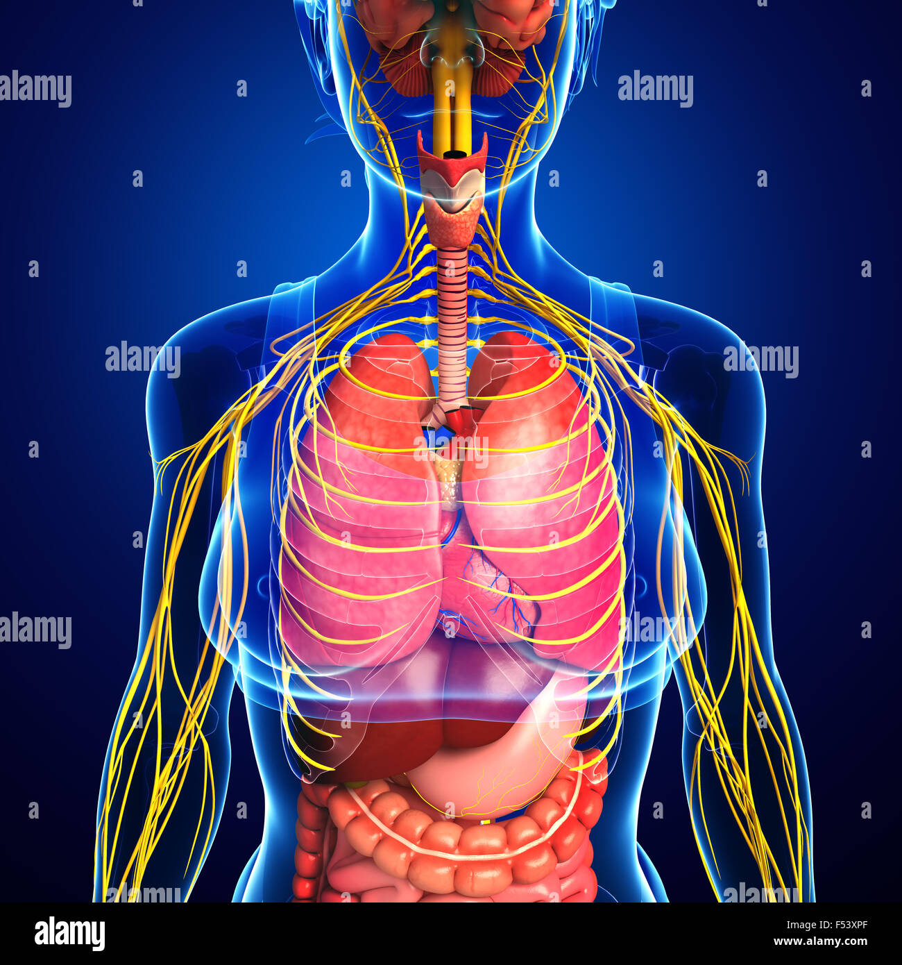 Illustration of female body with nervous and digestive system artwork ...