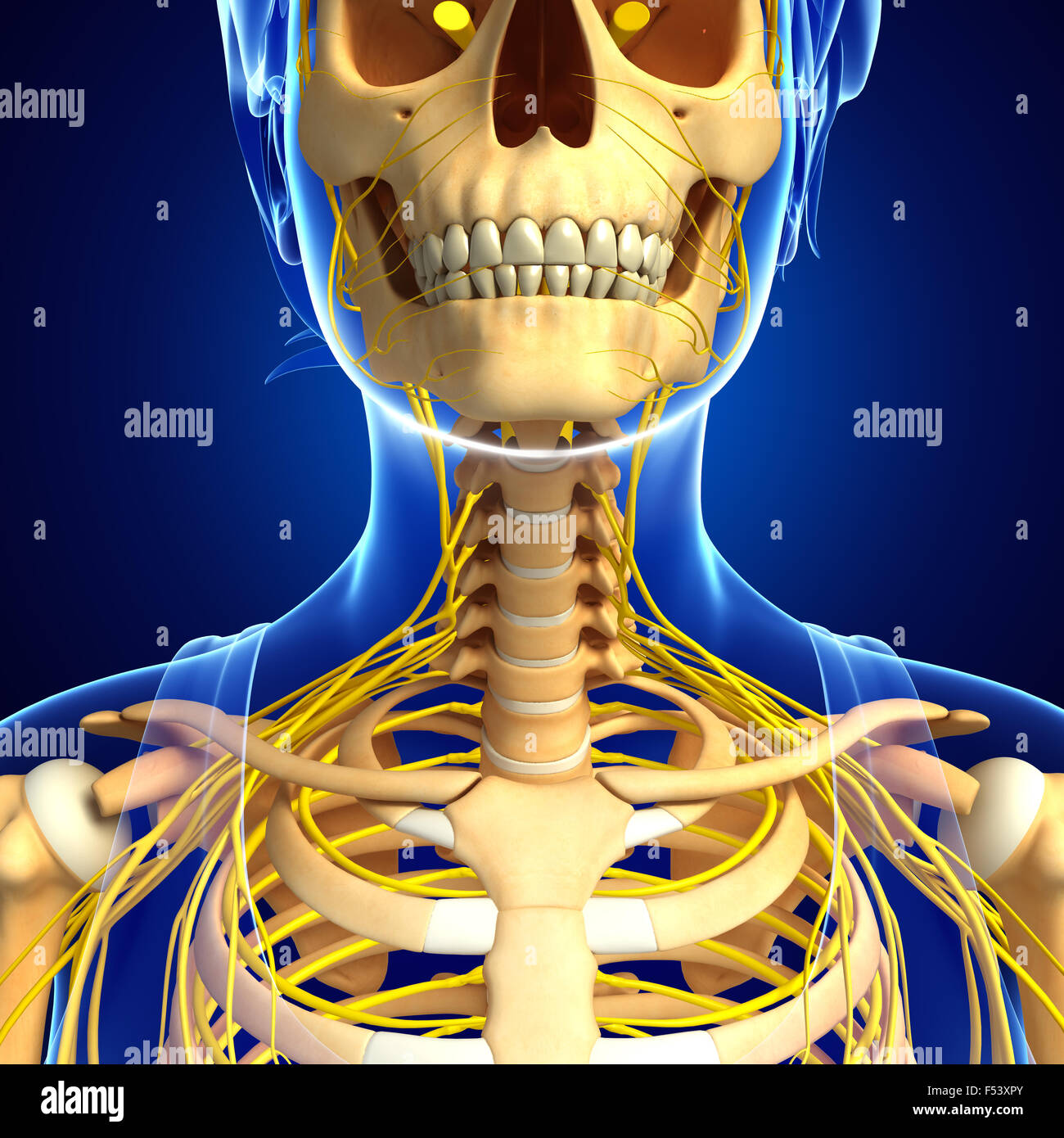 Illustration of human skeleton with nervous system Stock Photo - Alamy