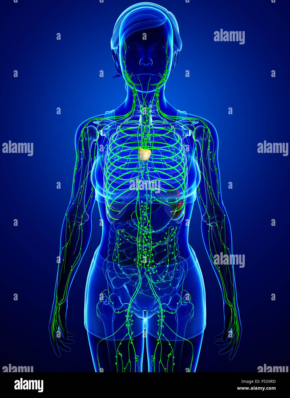 Illustration of female body lymphatic system Stock Photo - Alamy
