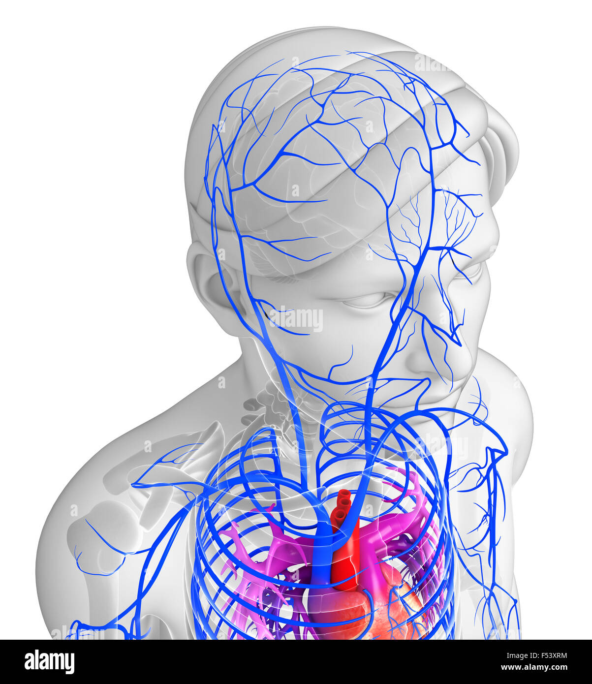 3d rendered illustration of human body Stock Photo - Alamy