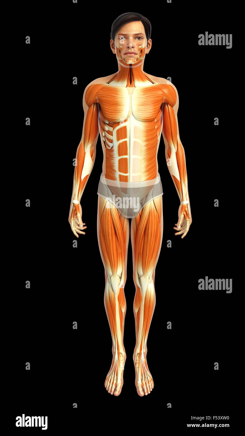 3d rendered illustration of human body Stock Photo - Alamy
