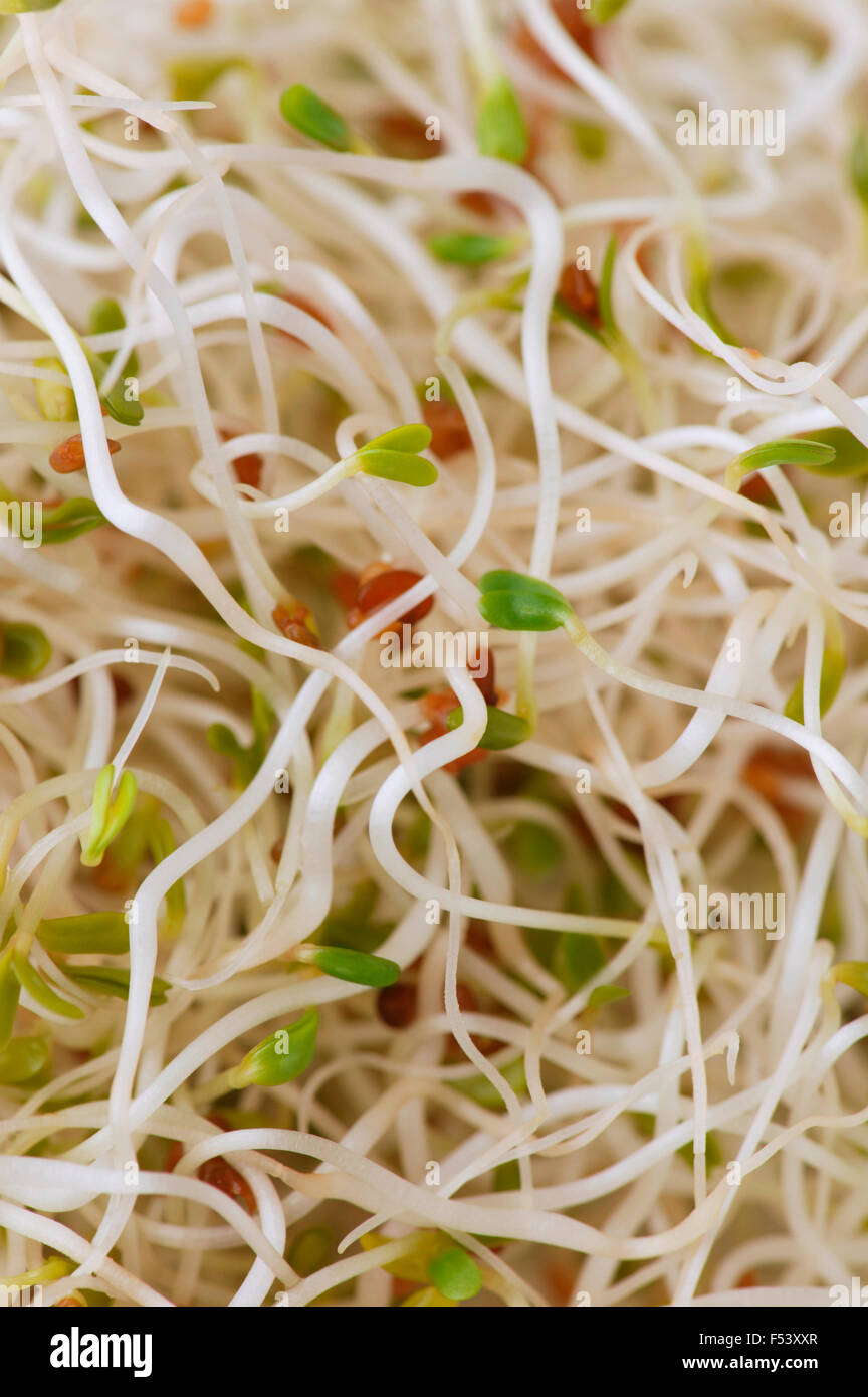 Sprouting alfalfa seeds Stock Photo - Alamy