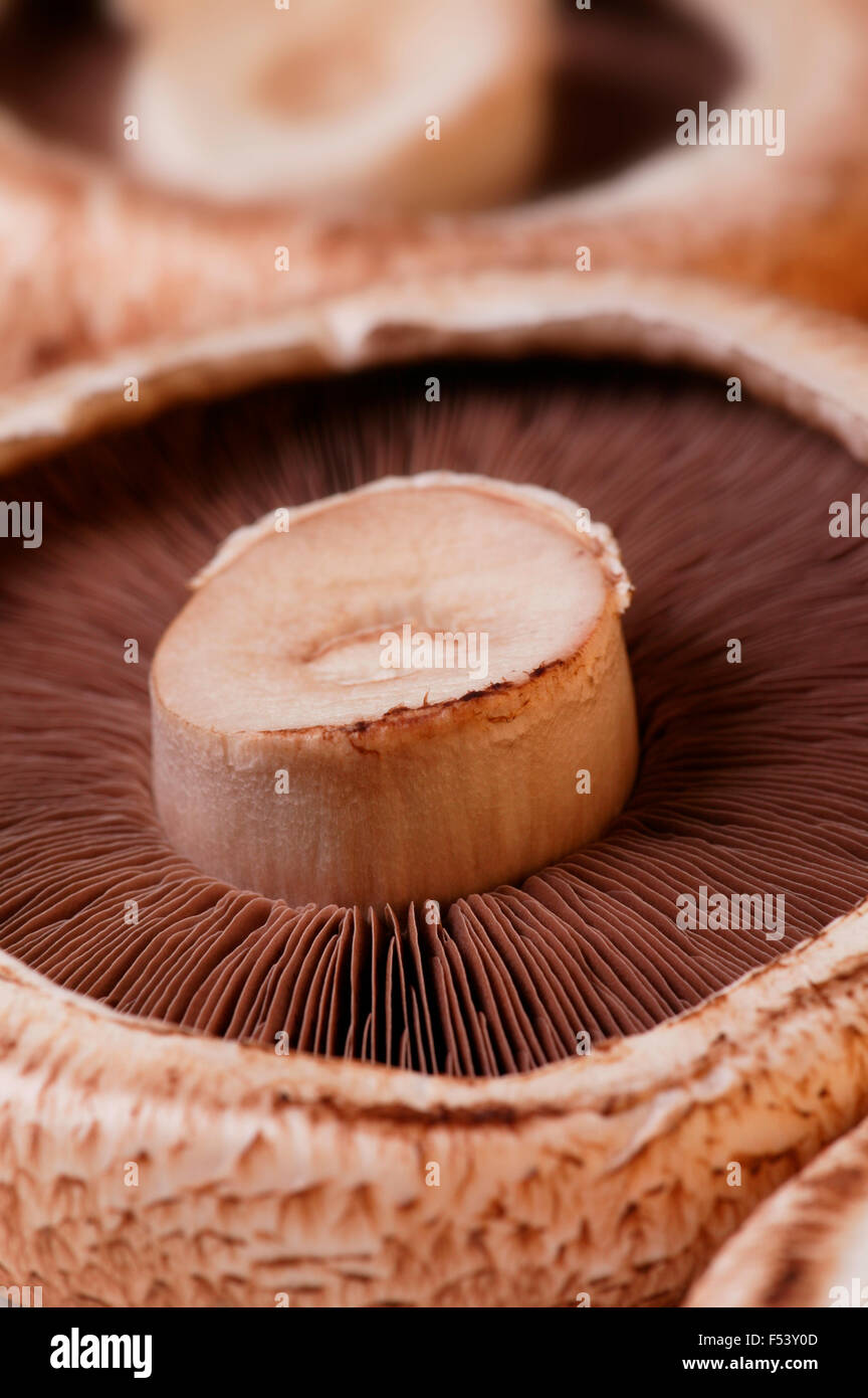 Close up of chestnut mushrooms Stock Photo - Alamy