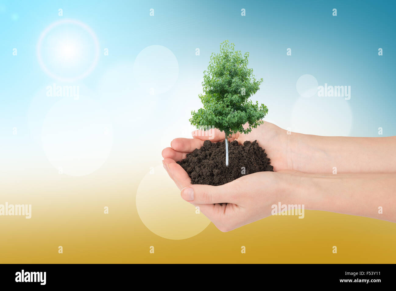 Humans hands holding tree Stock Photo - Alamy