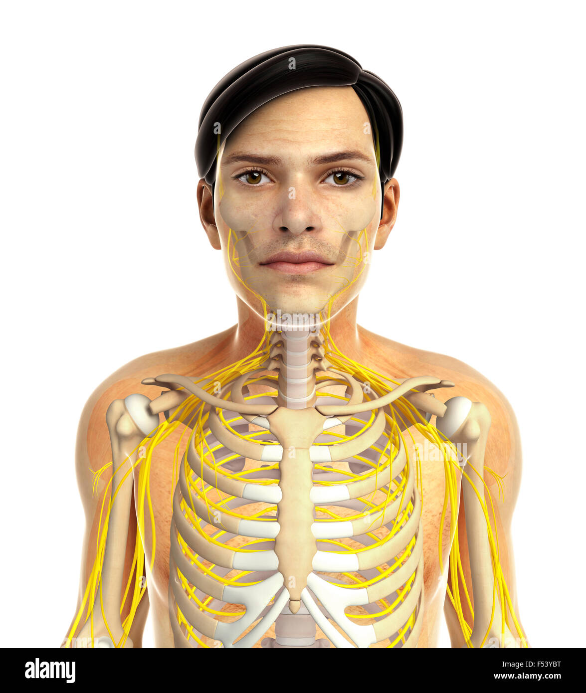 3d rendered illustration of human body anatomy Stock Photo - Alamy