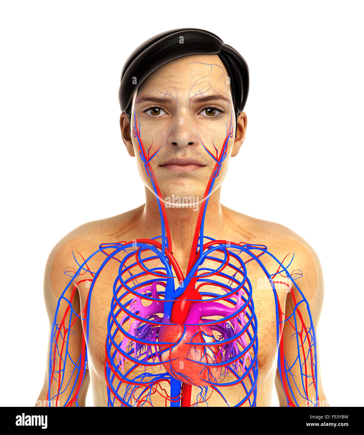 3d rendered illustration of human body anatomy Stock Photo - Alamy