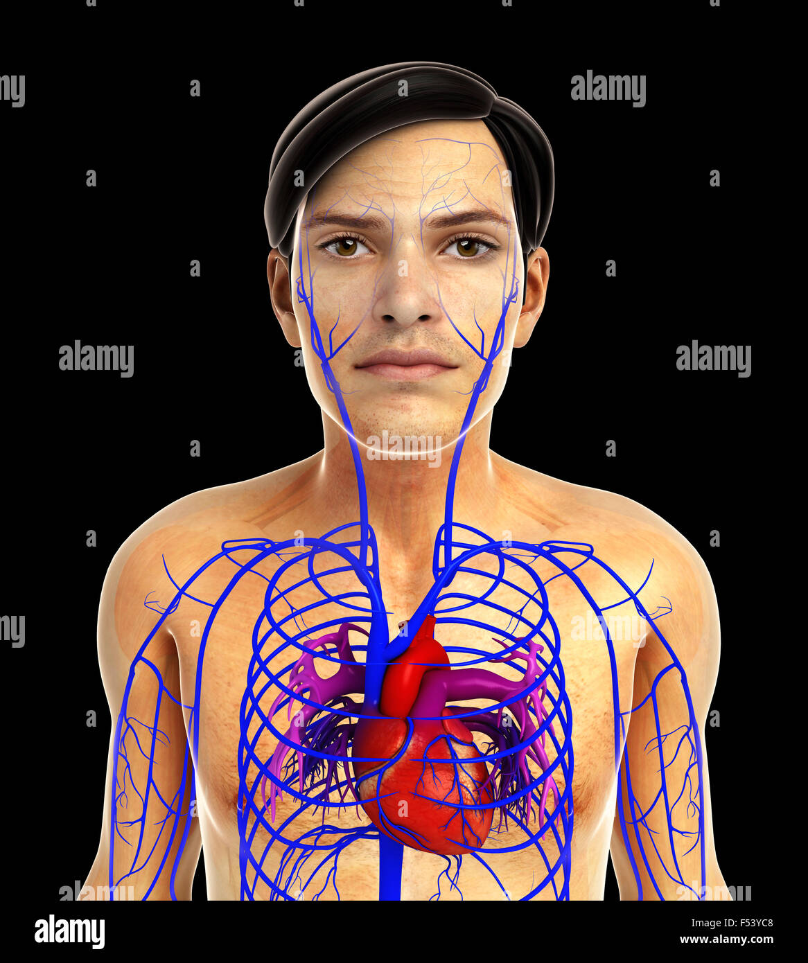3d rendered illustration of human body anatomy Stock Photo - Alamy