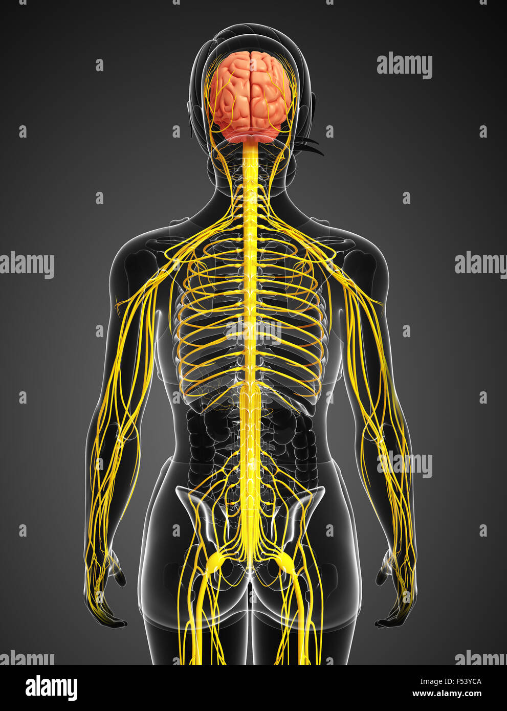 Illustration of Female nervous system artwork Stock Photo - Alamy