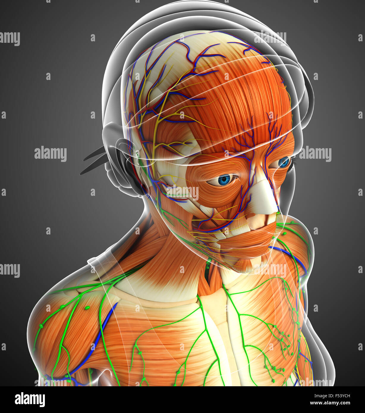 3d rendered illustration of human body anatomy Stock Photo - Alamy