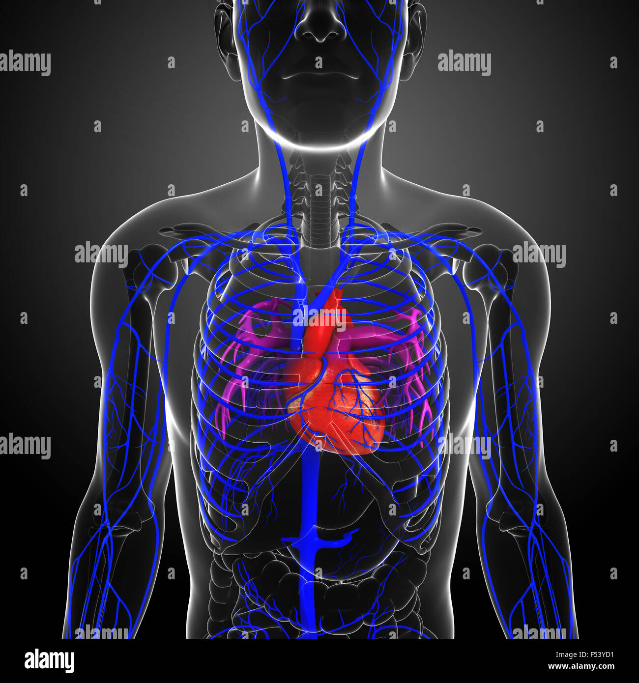 3d rendered illustration of human body anatomy Stock Photo - Alamy