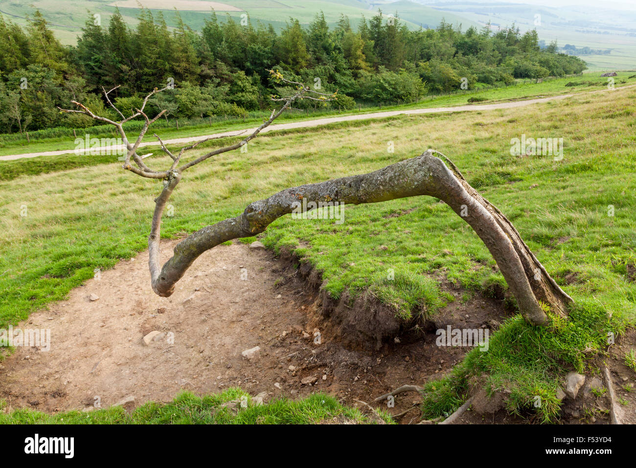 Bent Tree Trunk Stock Photos & Bent Tree Trunk Stock Images - Alamy
