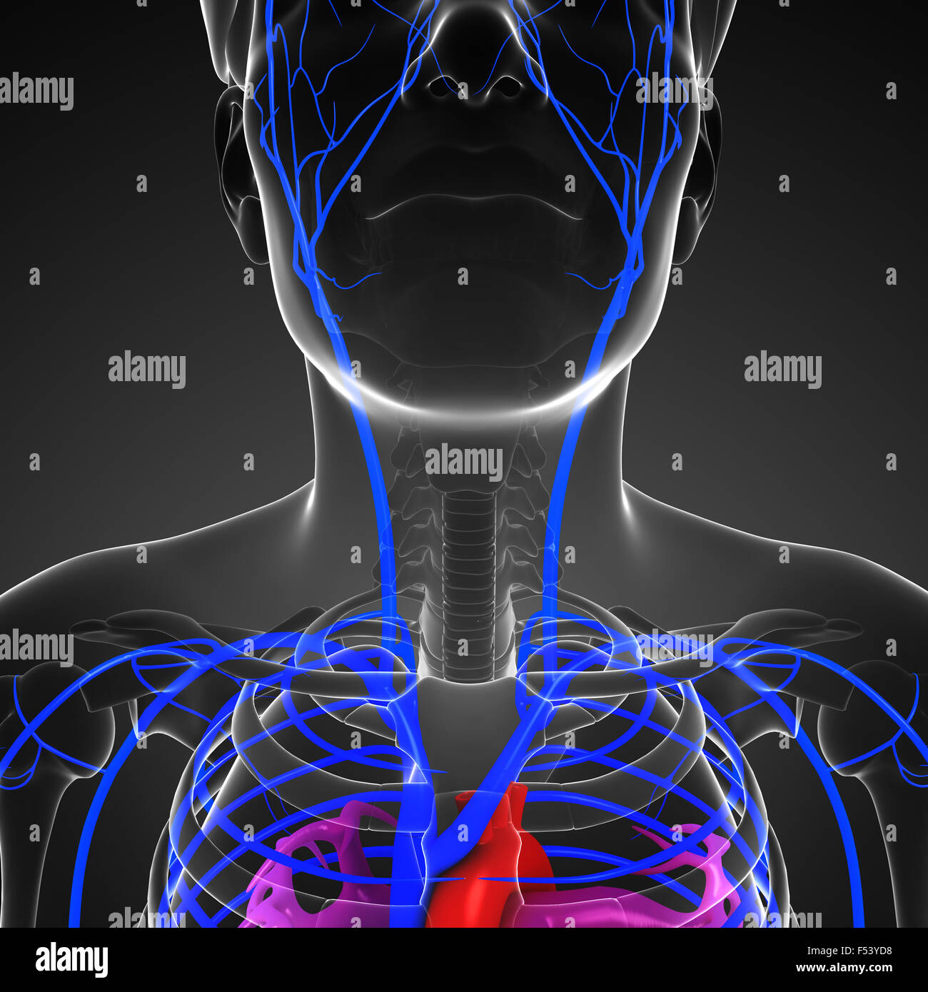 3d rendered illustration of human body anatomy Stock Photo - Alamy