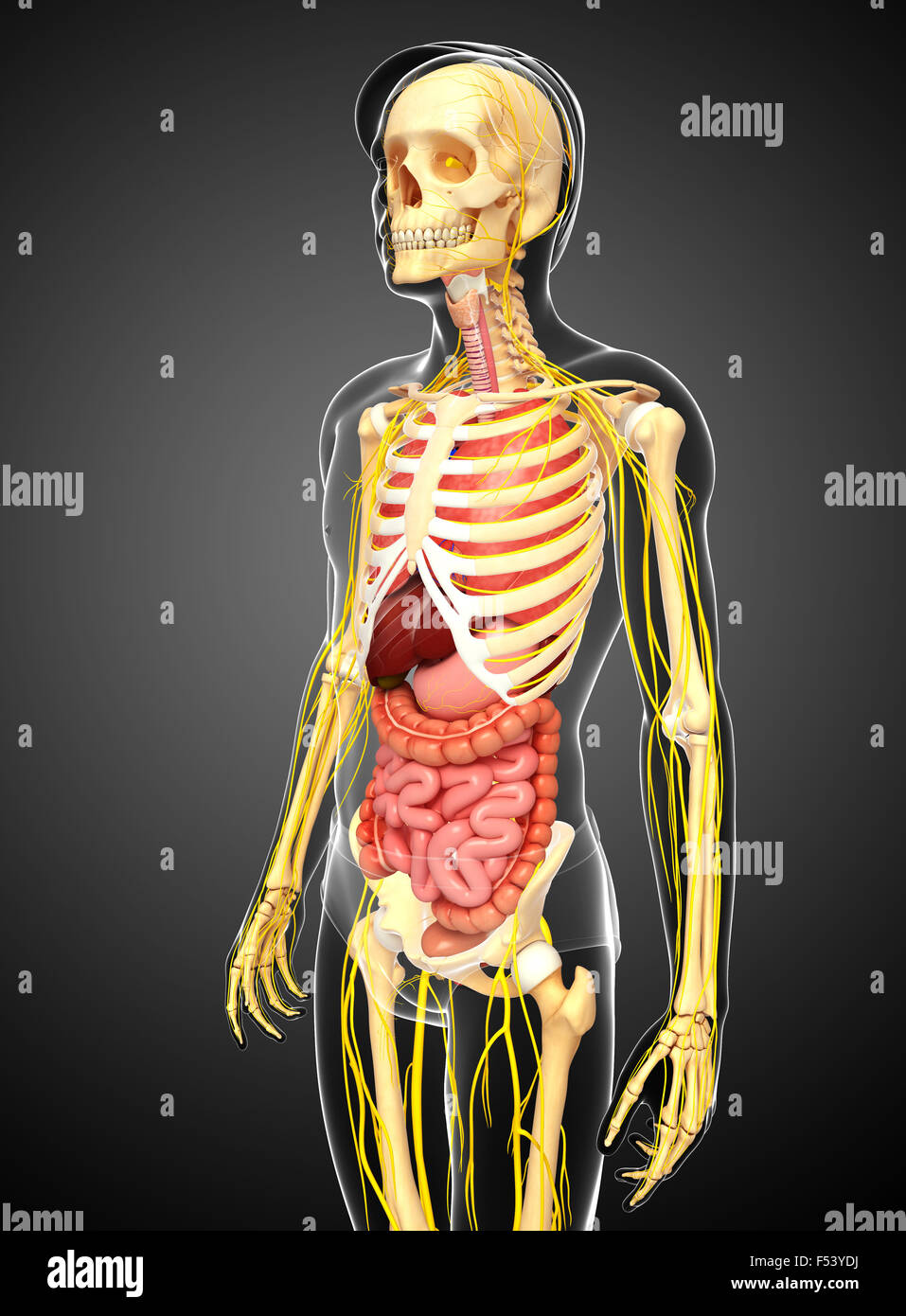 Illustration of male skeleton with nervous and digestive system artwork ...