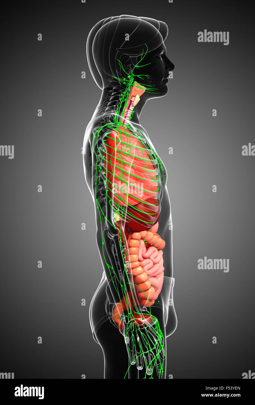 Male digestive system illustration hi-res stock photography and images ...
