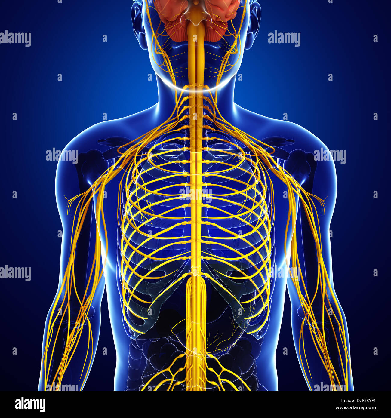 Illustration of Male nervous system artwork Stock Photo - Alamy