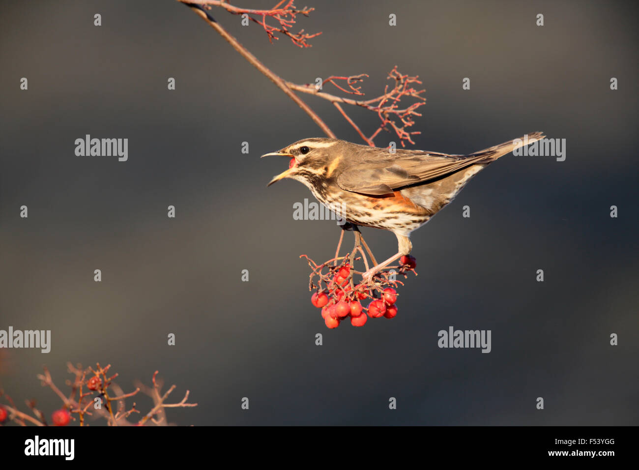 Redwing, Turdus iliacus, eating red berry Stock Photo - Alamy
