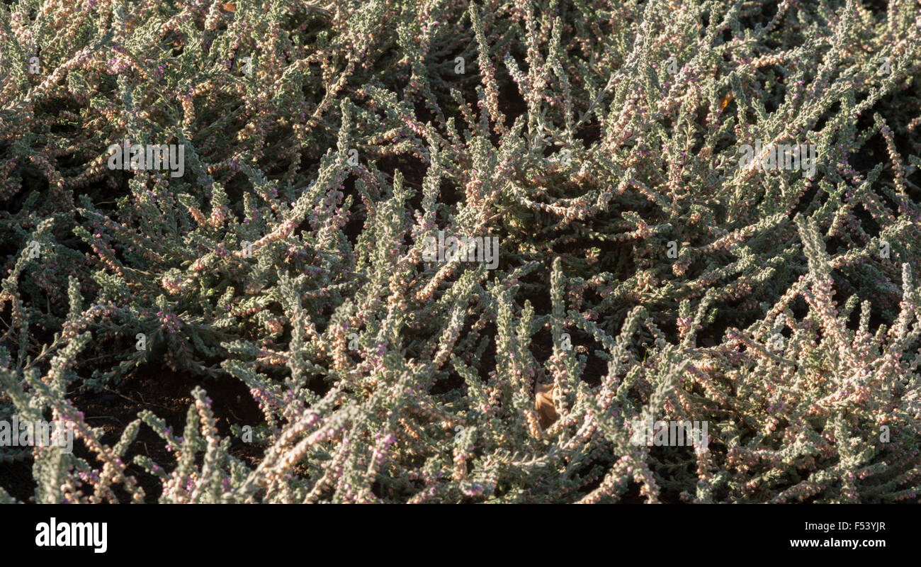 Close up of late autumn heather, pink with silver grey foliage Stock ...