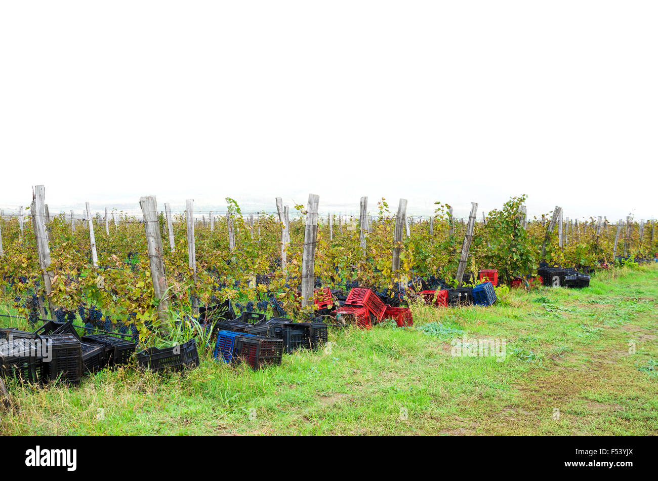 Vineyard row with wooden posts and crates on the ground Stock Photo - Alamy