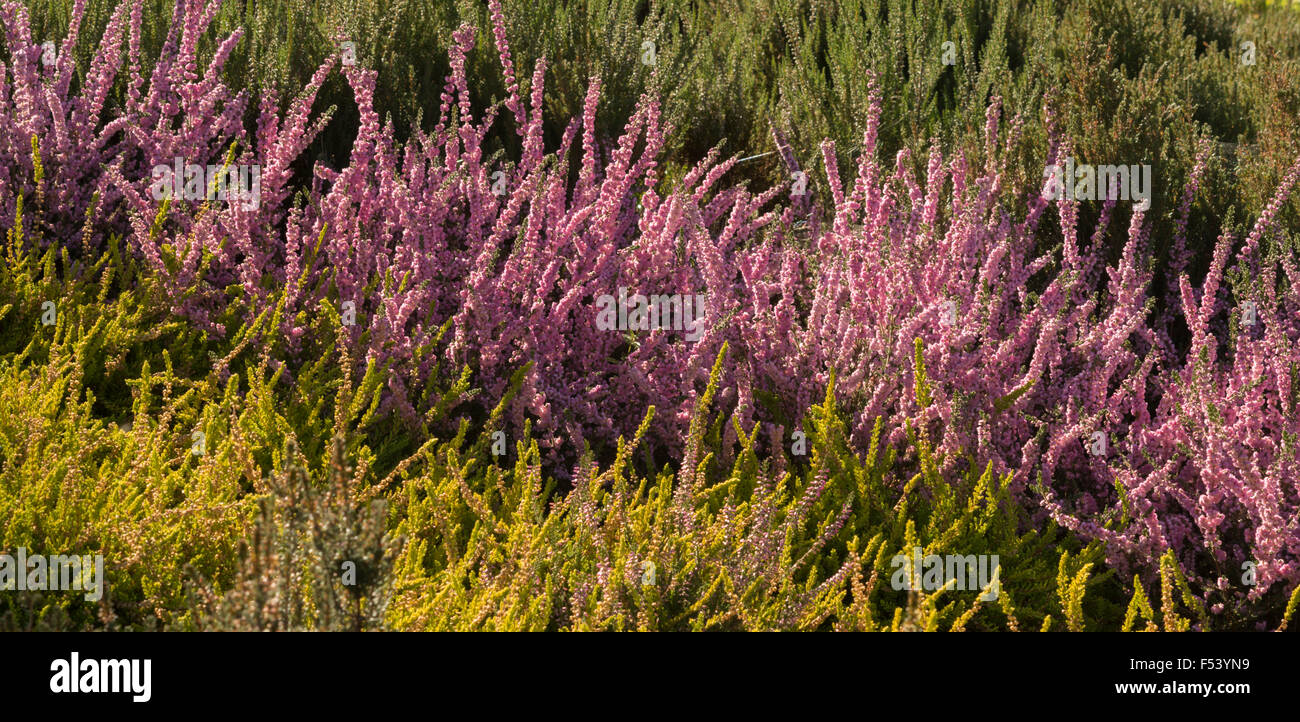 Heathers erica calluna hi-res stock photography and images - Alamy