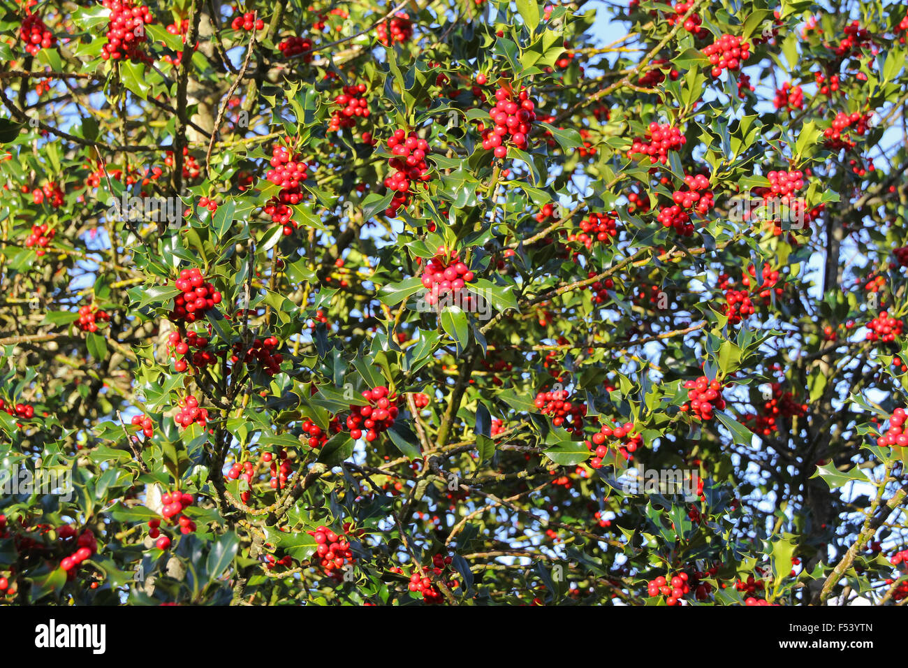 Prickly wild shrub hi-res stock photography and images - Alamy