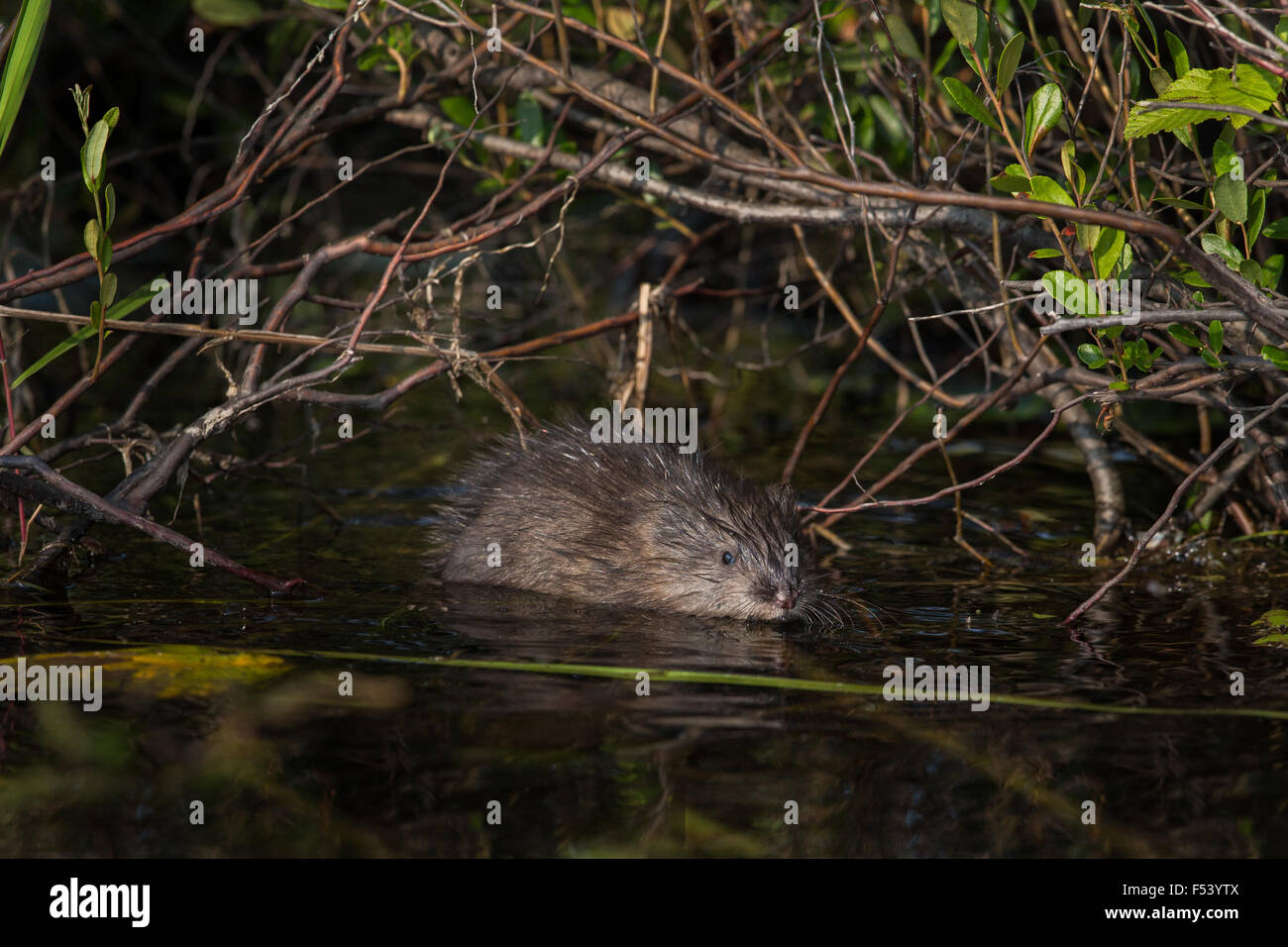 Immature rat hi-res stock photography and images - Alamy