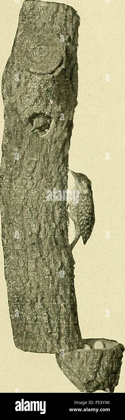 El hornero hi-res stock photography and images - Alamy