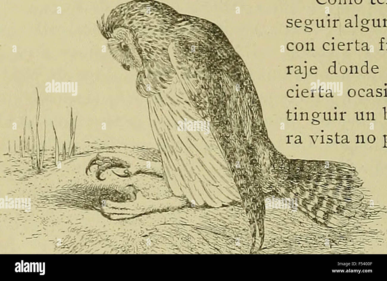 El hornero hi-res stock photography and images - Alamy