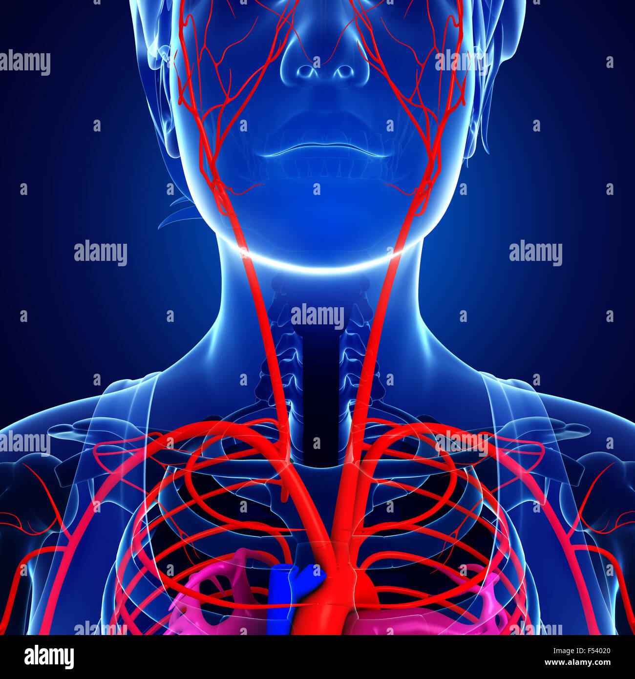 3d rendered illustration of female arterial system Stock Photo - Alamy