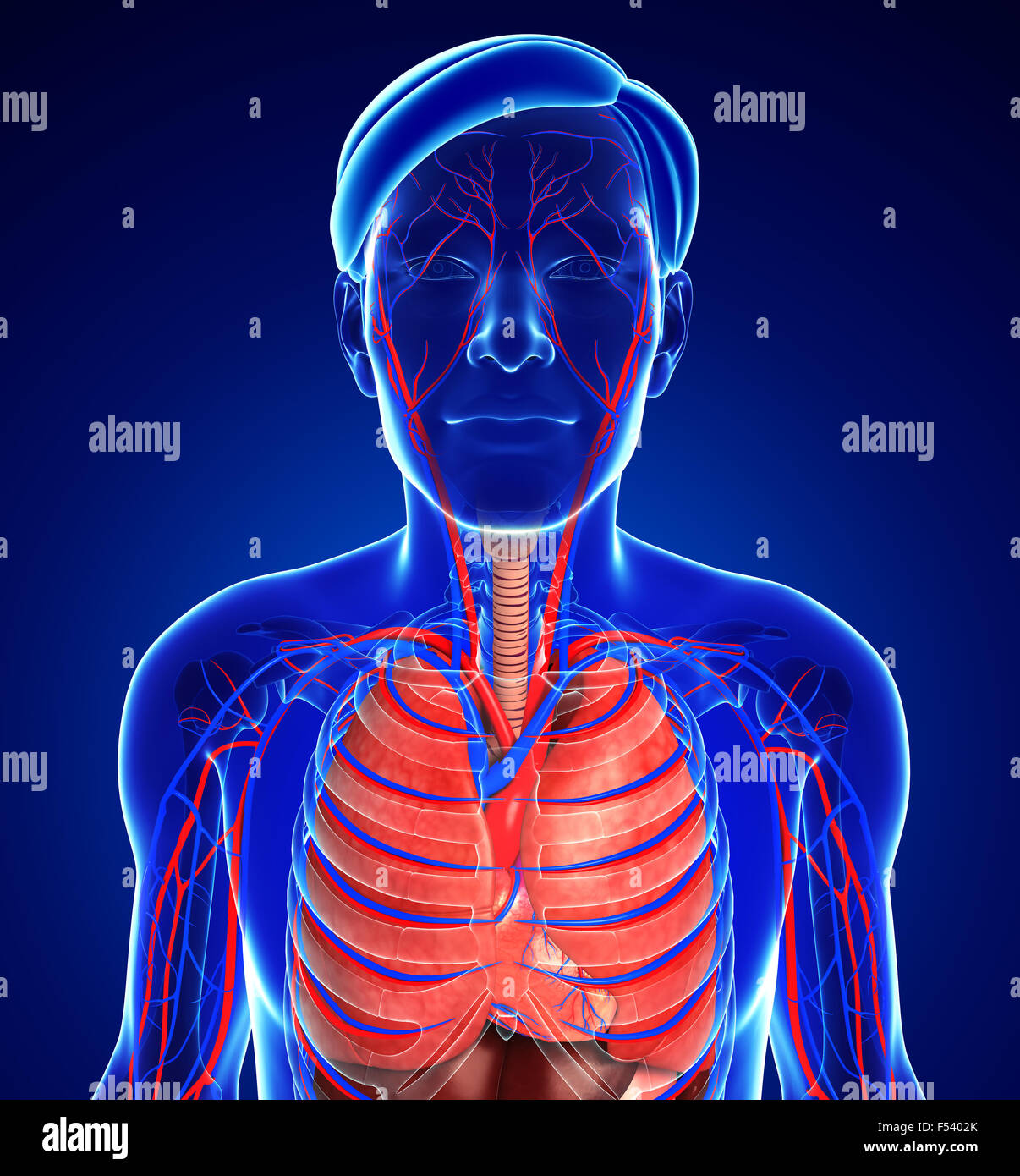 Illustration of male respiratory and circulatory system Stock Photo - Alamy