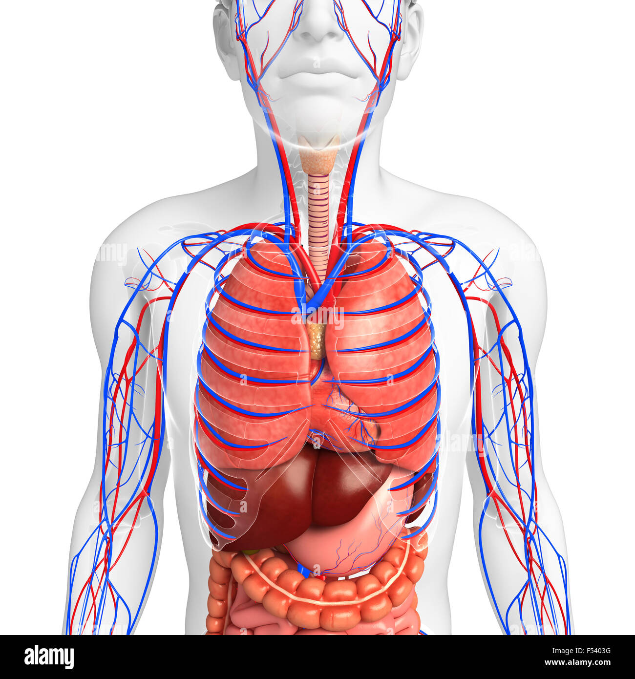 Human respiratory system artwork hi-res stock photography and images ...