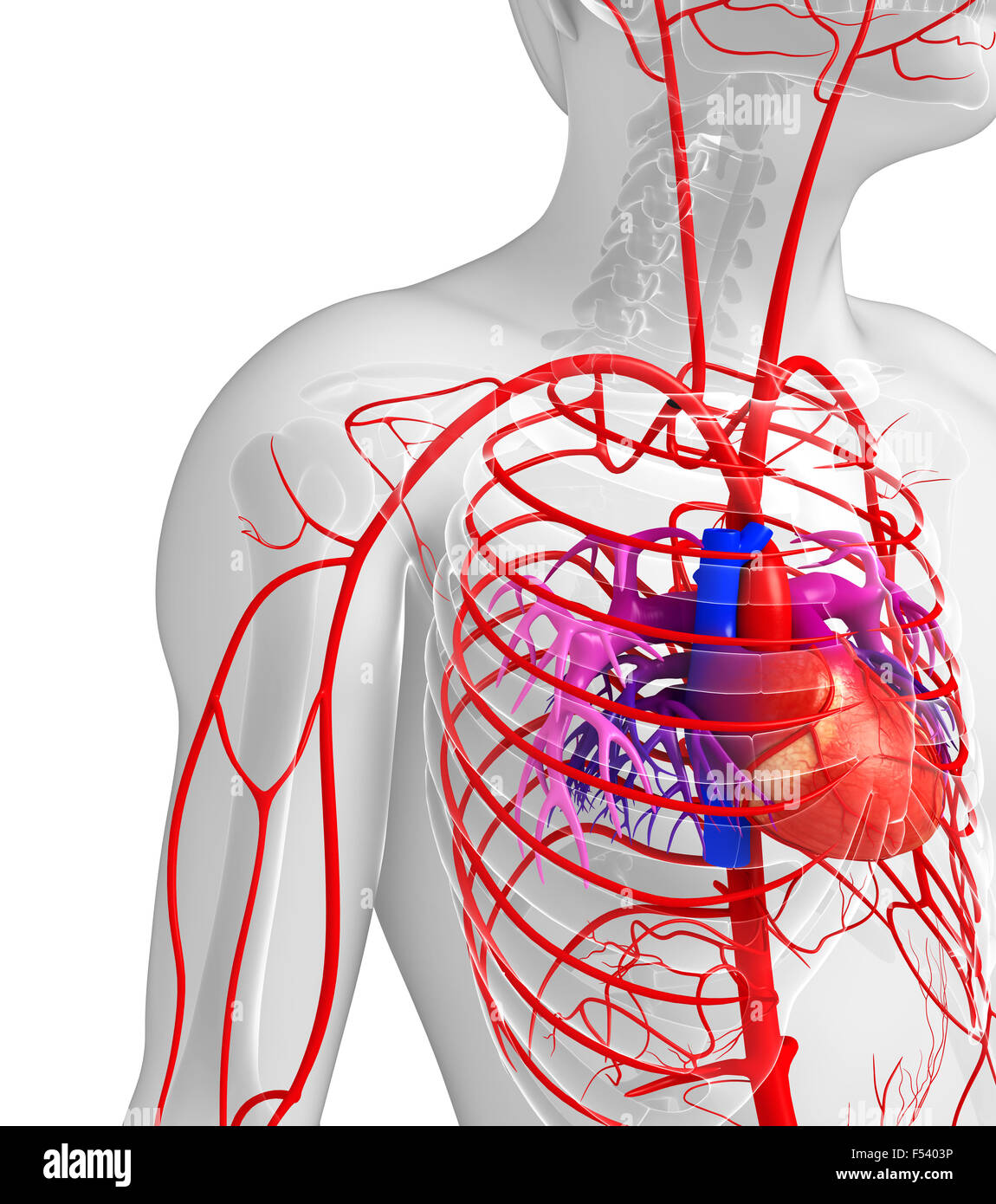 3d rendered illustration of male arterial system Stock Photo - Alamy