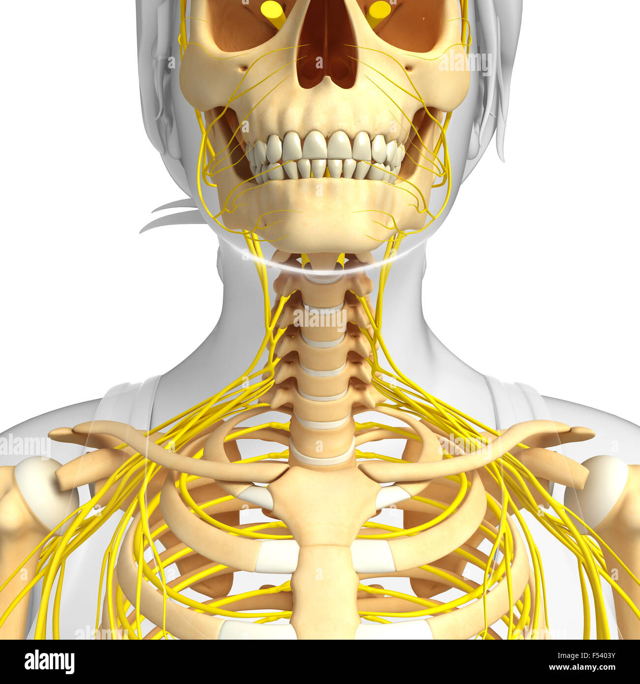 Illustration of human skeleton with nervous system Stock Photo - Alamy