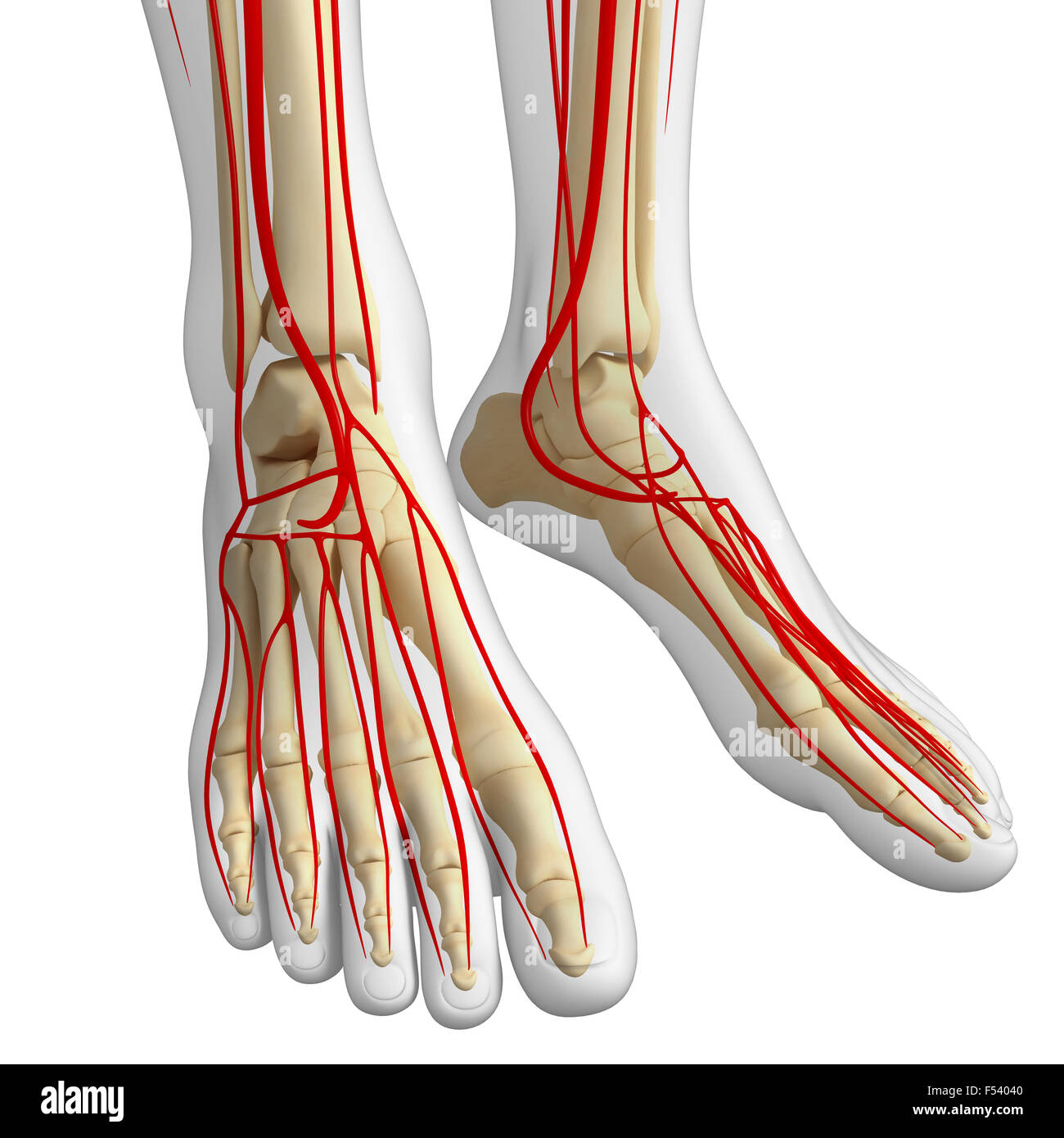 3d rendered illustration of human feet arterial system Stock Photo - Alamy