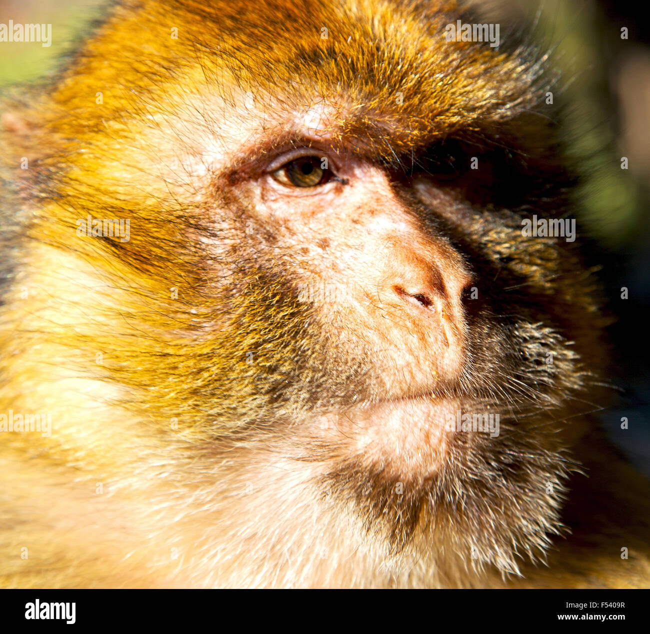 old monkey in africa morocco and natural background fauna close up ...