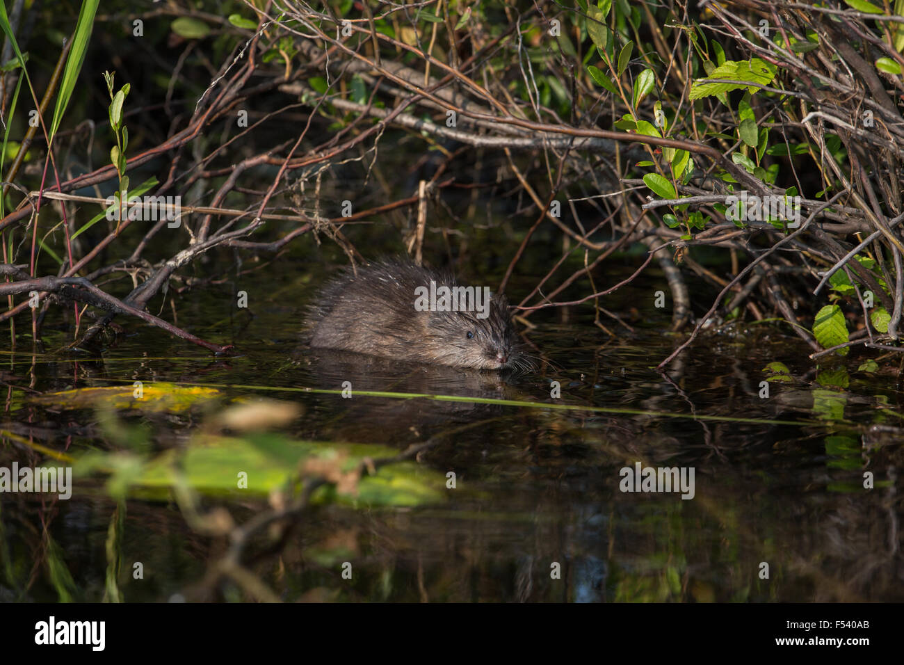 Wisconsin muskrat hi-res stock photography and images - Alamy