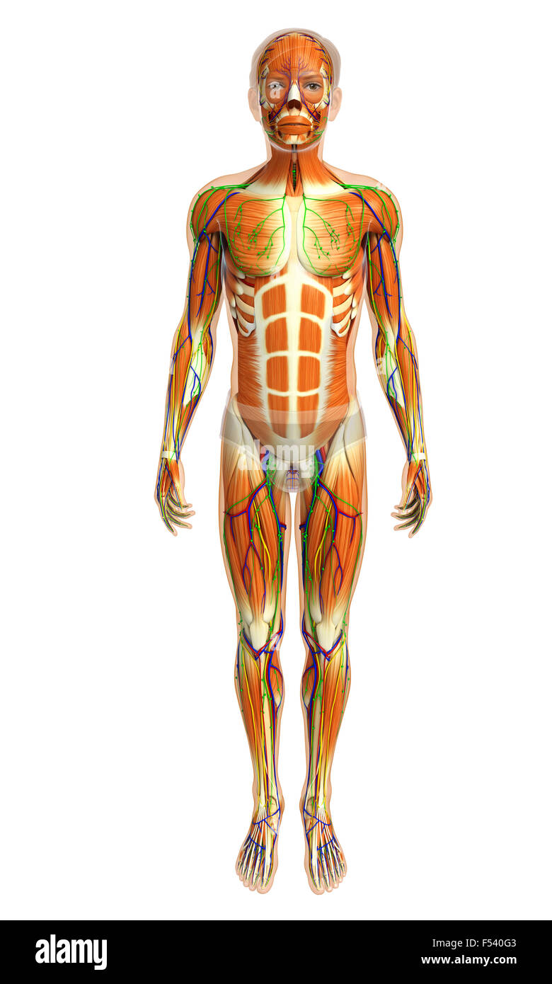 3d rendered illustration of human body anatomy Stock Photo - Alamy